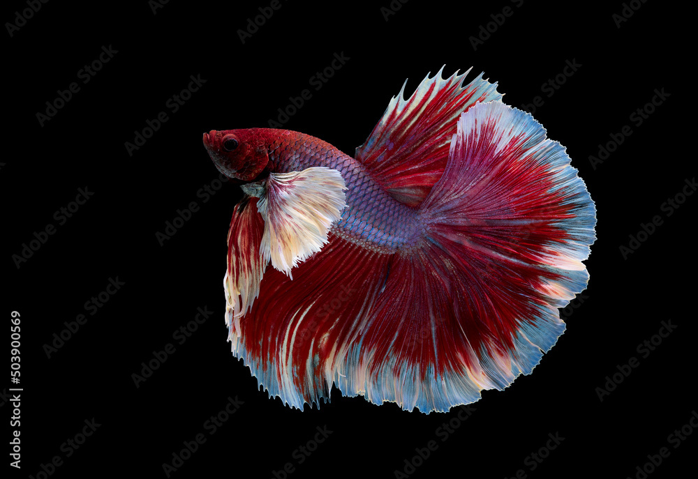 Blue and red color at swaying on black background ,Siamese fighting ...