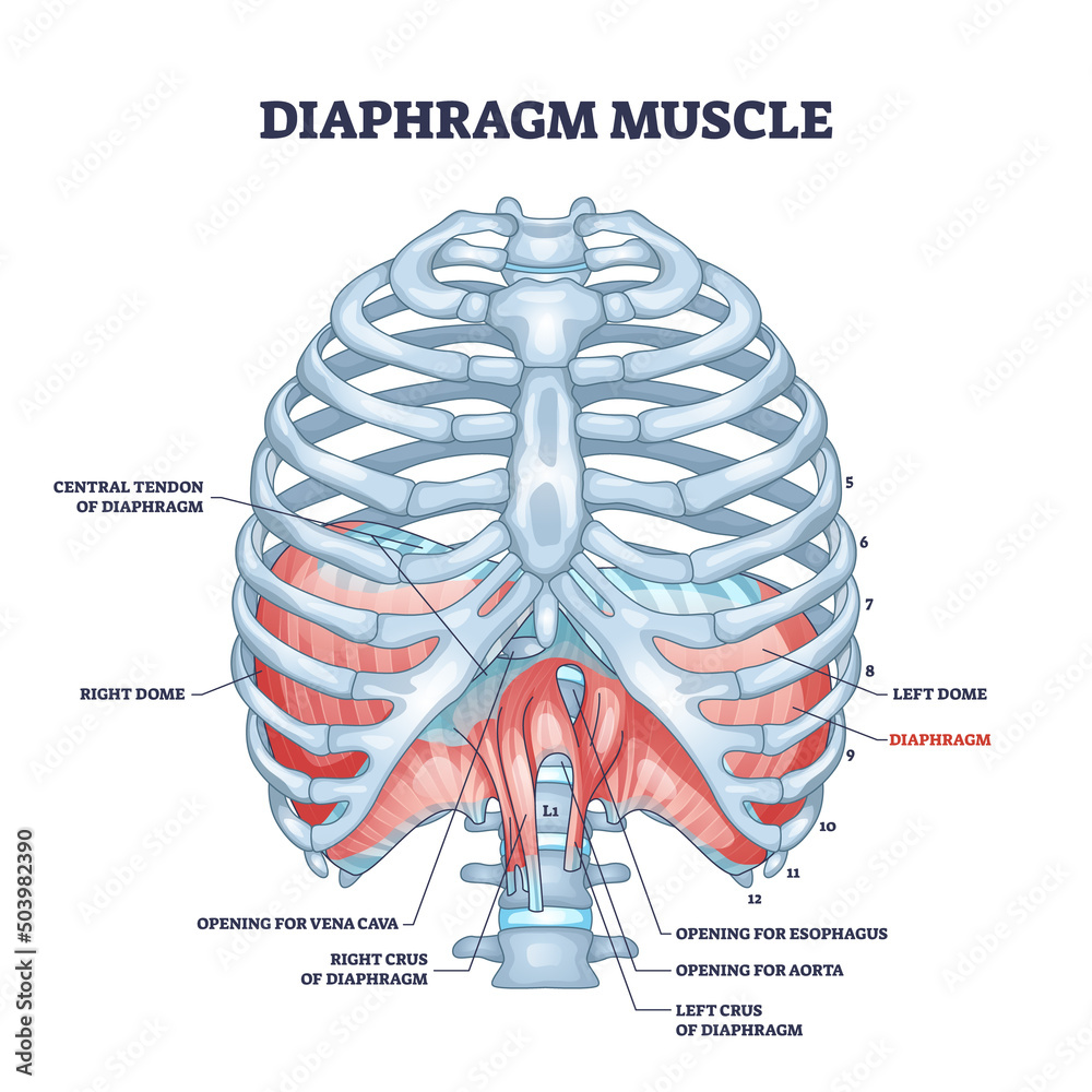 Vecteur Stock Diaphragm Muscle As Body Ribcage Dome Muscular System