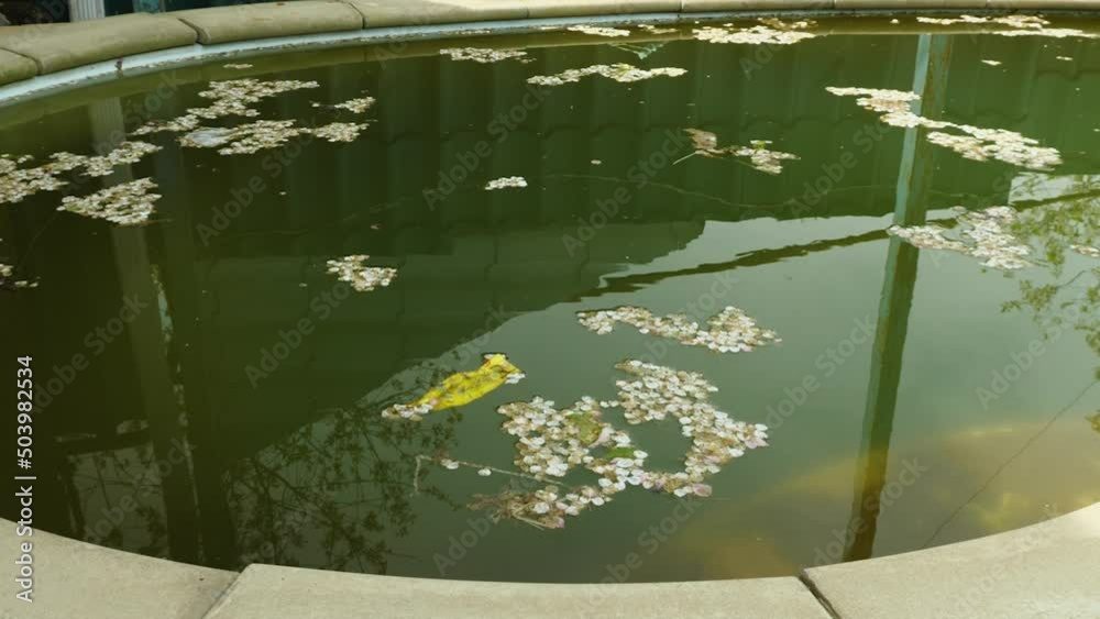 Dirty home pool with trash and leaves on the surface of the water. A ...