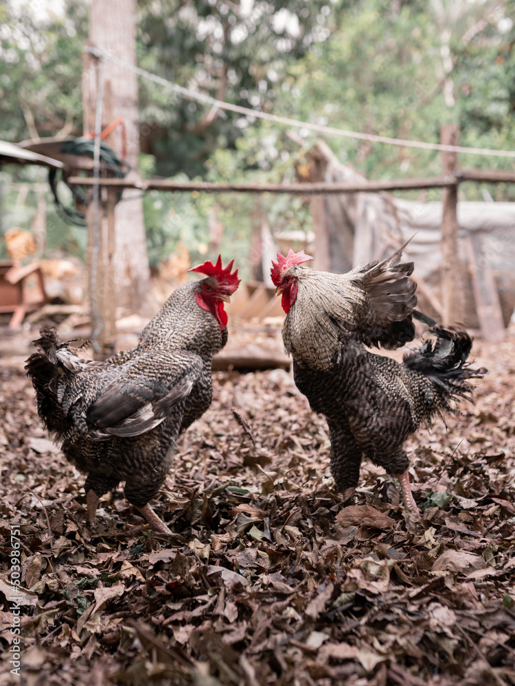 Two roosters are looking to each other before fighting on in a Mexican ...