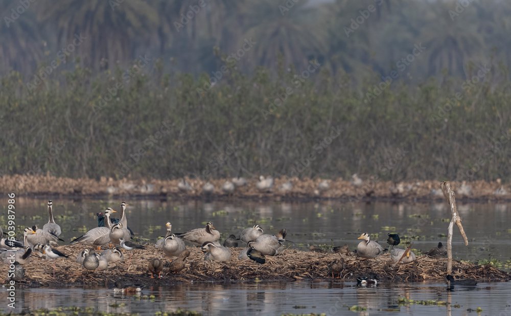 Bar-headed goose duck (Anser indicus) in jungle dueing winter migration ...