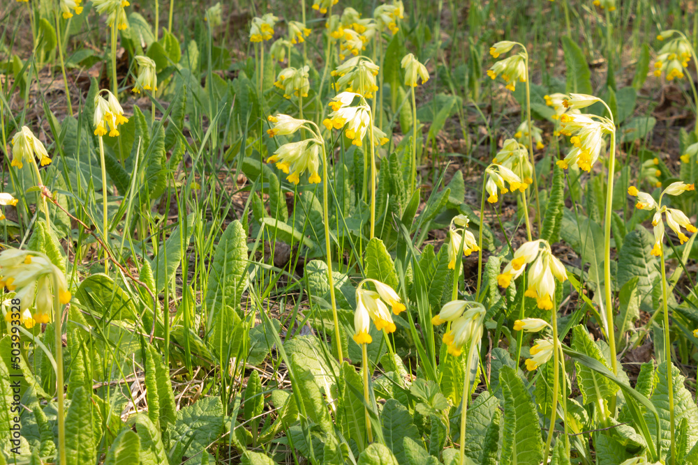 Primula veris (common primrose, common primrose; syn. Primula ...