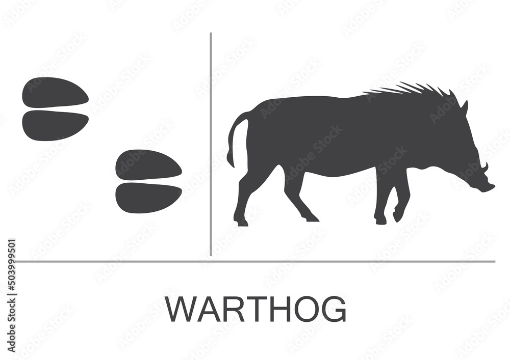 Silhouette and footprints of a warthog. Vector illustration isolated on ...