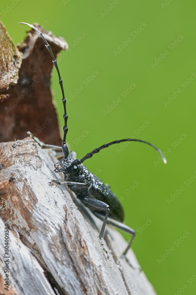 Cerambyx cerdo. Commonly known as the great capricorn beetle or ...