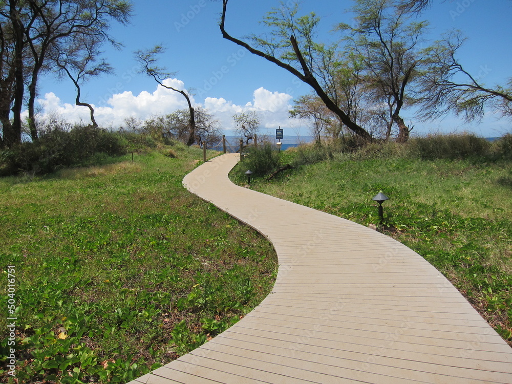 Foto de Sinuous path across a green leaves field. Blue sky and trees at ...
