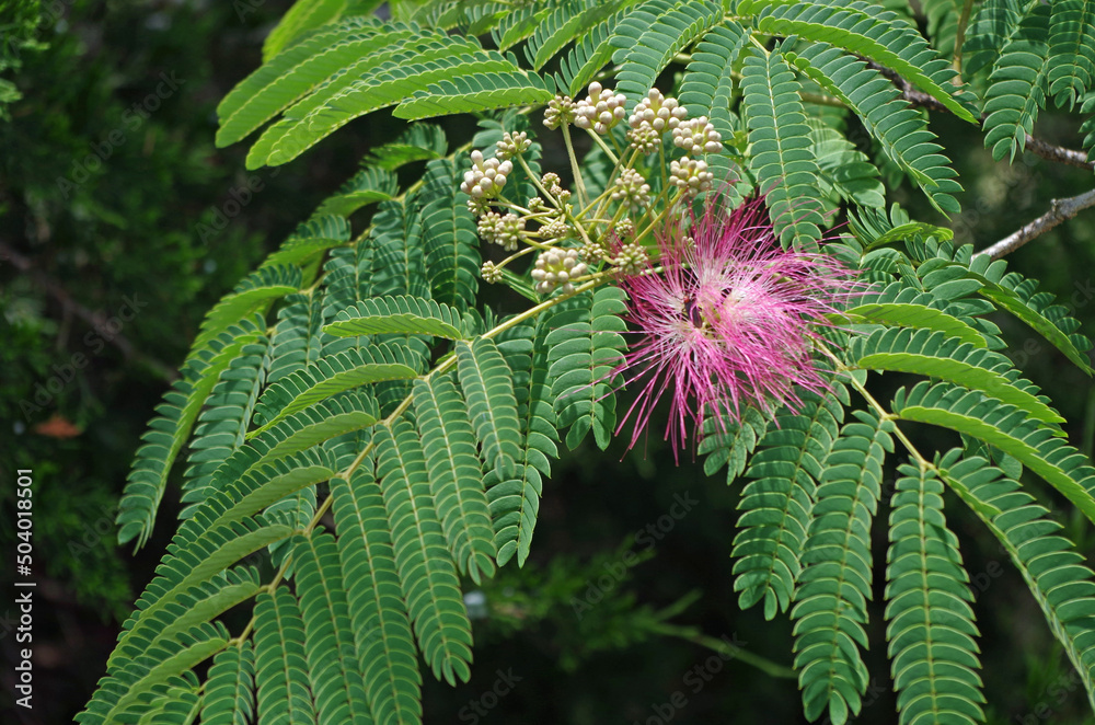 Mimosa (AKA Persian Silk Tree; Chinese Silk Tree, Pink Silk Tree) in ...