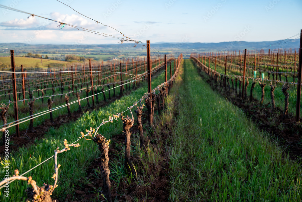Green grass is lush between rows of grapevines in spring in an Oregon ...