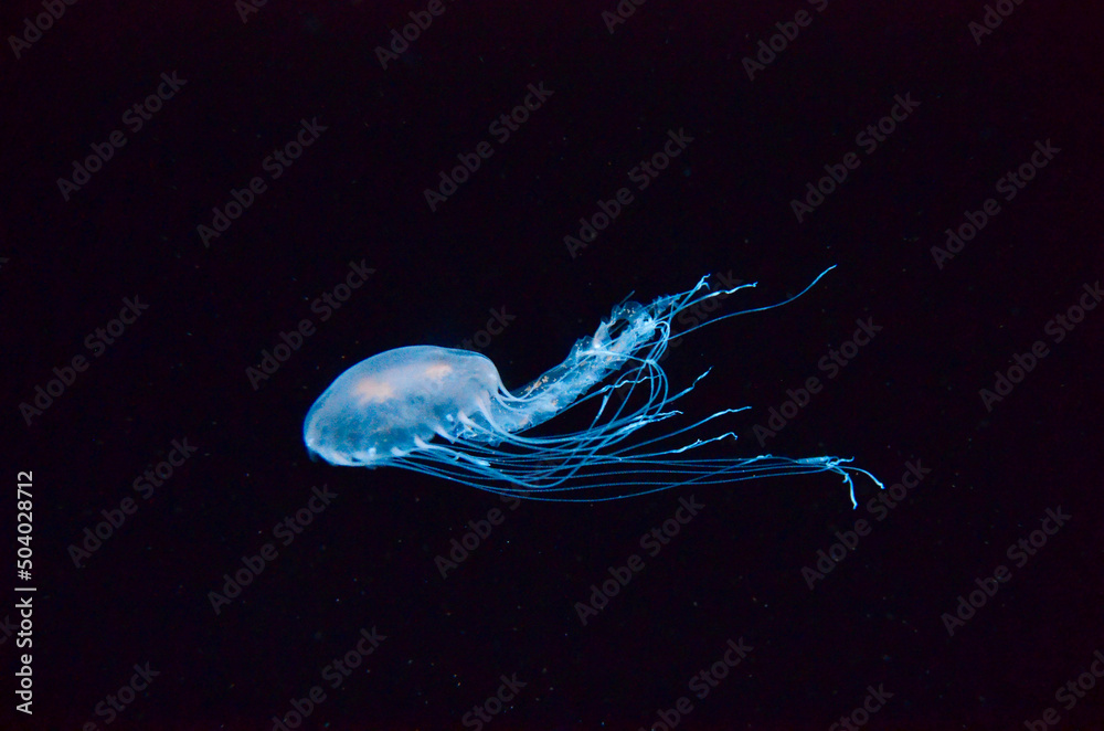 Deep Water Jellyfish