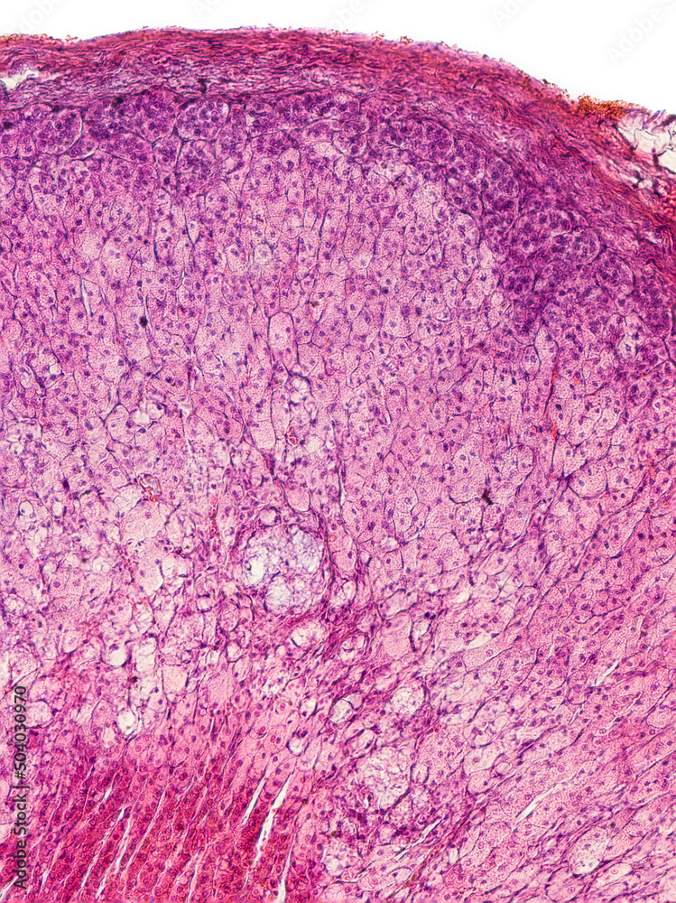 cat adrenal gland cross section under the microscope showing fibrous ...