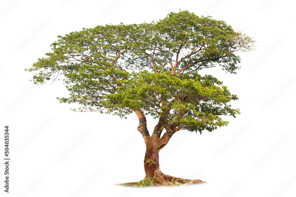 isolated rain tree, Common name : saman, rain tree, monkeypod, giant ...