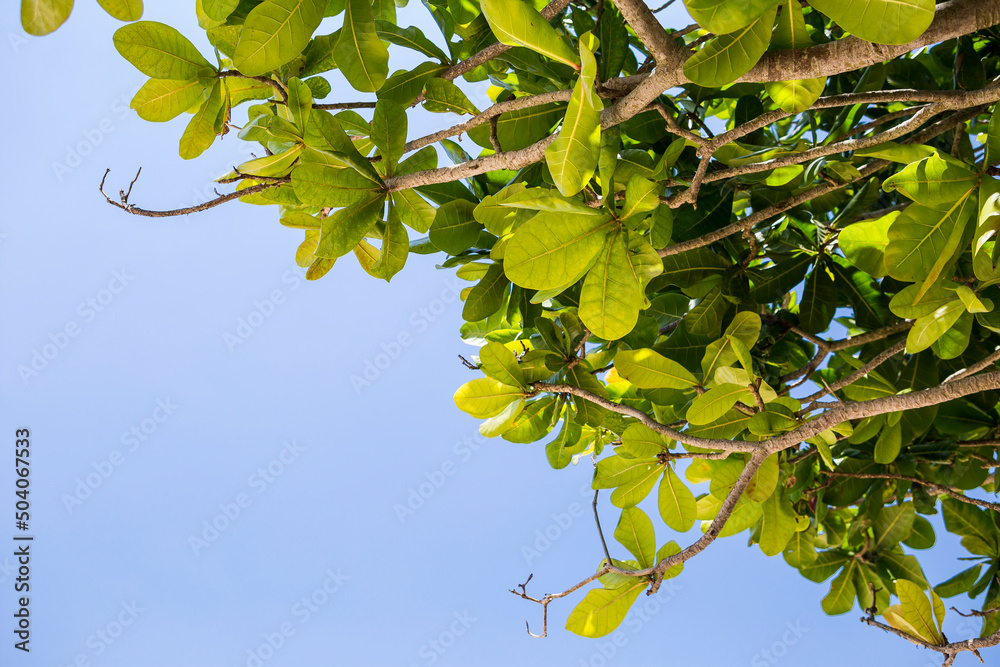 Terminalia catappa leaves with blue sky background, nature background ...