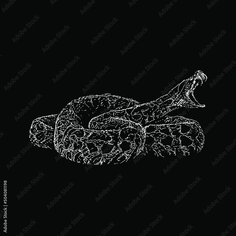urutu snake hand drawing vector illustration isolated on black ...