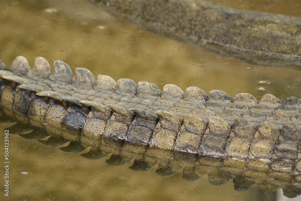 Crocodile tail in a riverside. Nile crocodile Stock Photo | Adobe Stock