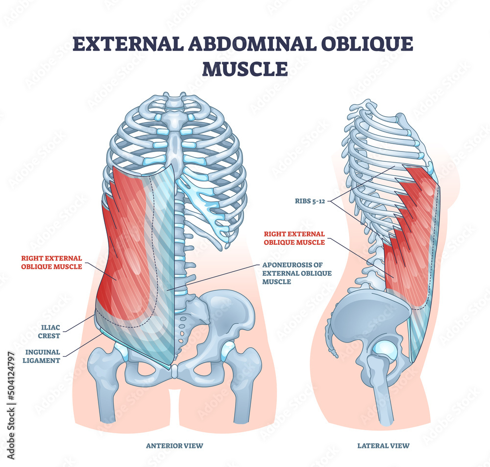 External Oblique Diagram The Iliocostalis Muscles Fig. 10. The
