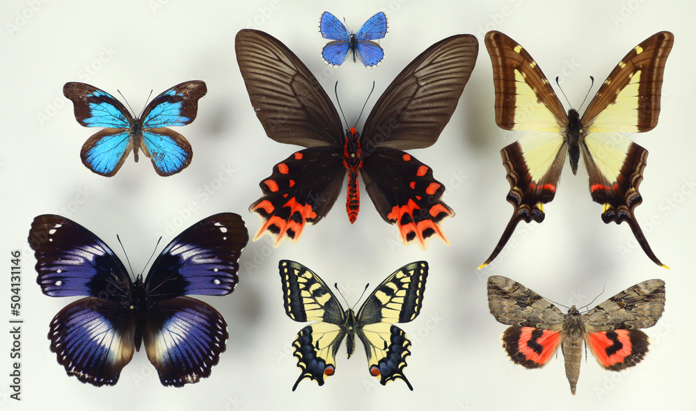 Collection of tropical butterflies in different colors and shapes ...