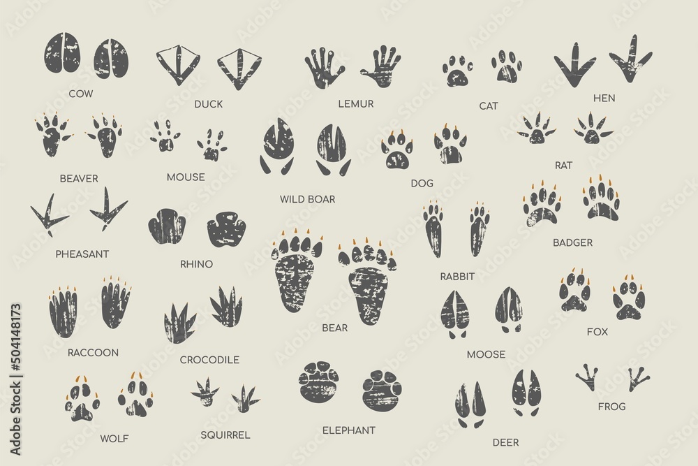 Animal footprint guide collection. Hand drawn vector illustration Stock ...