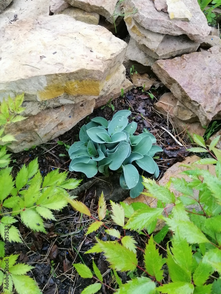 beautiful little Hosta blue mouse Ears close up on garden Alpine slide ...