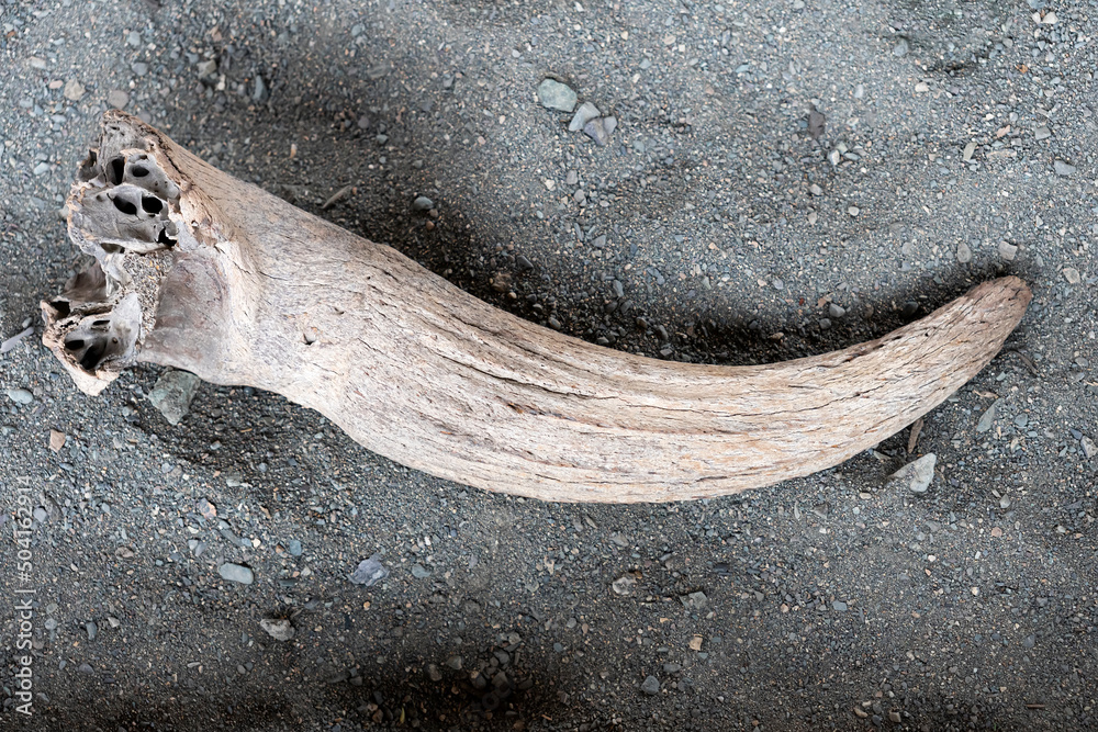 excavations of extinct prehistoric animals. A bone on ground. Stock ...