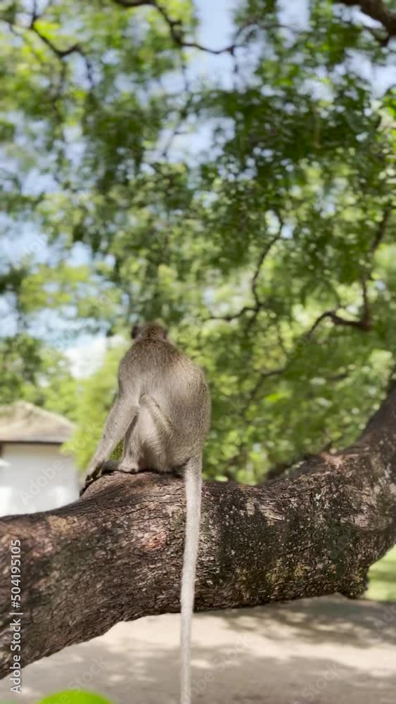Wideo Stock: The monkey is cool in the tree. Monkeys relax enjoying the ...