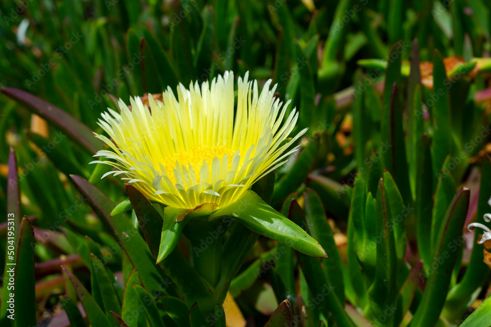 Invasive plant species naturalised in Europe: Carpobrotus edulis ...
