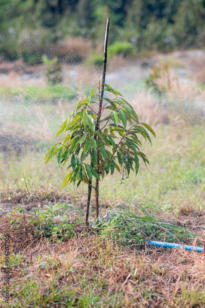 Sprinkler watering small durian tree in the gardening, agriculture in ...