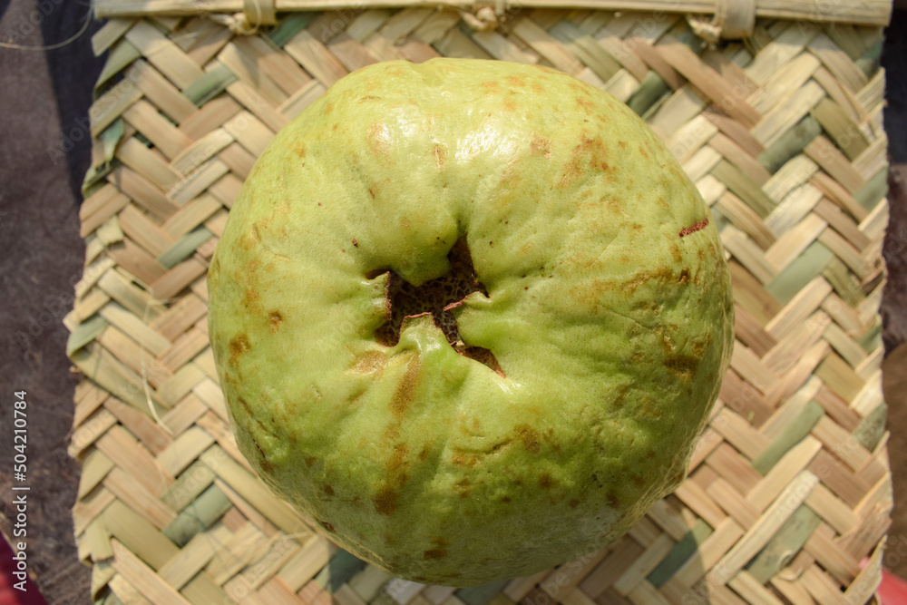 Fresh Guava fruit of light green color and big size crunchy Guava ...