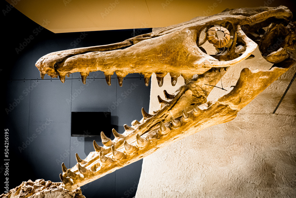 Giant Mosasaurs Skull