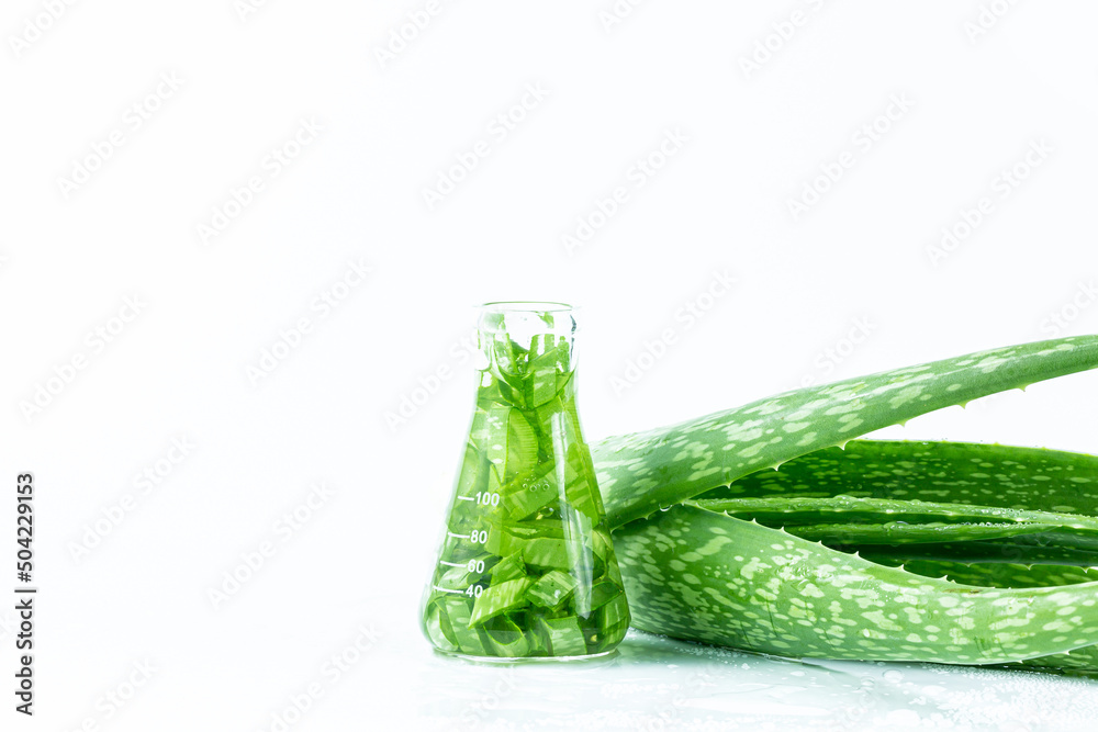 Aloe vera leaves and science experiment flasks,bottle of aloe vera and ...