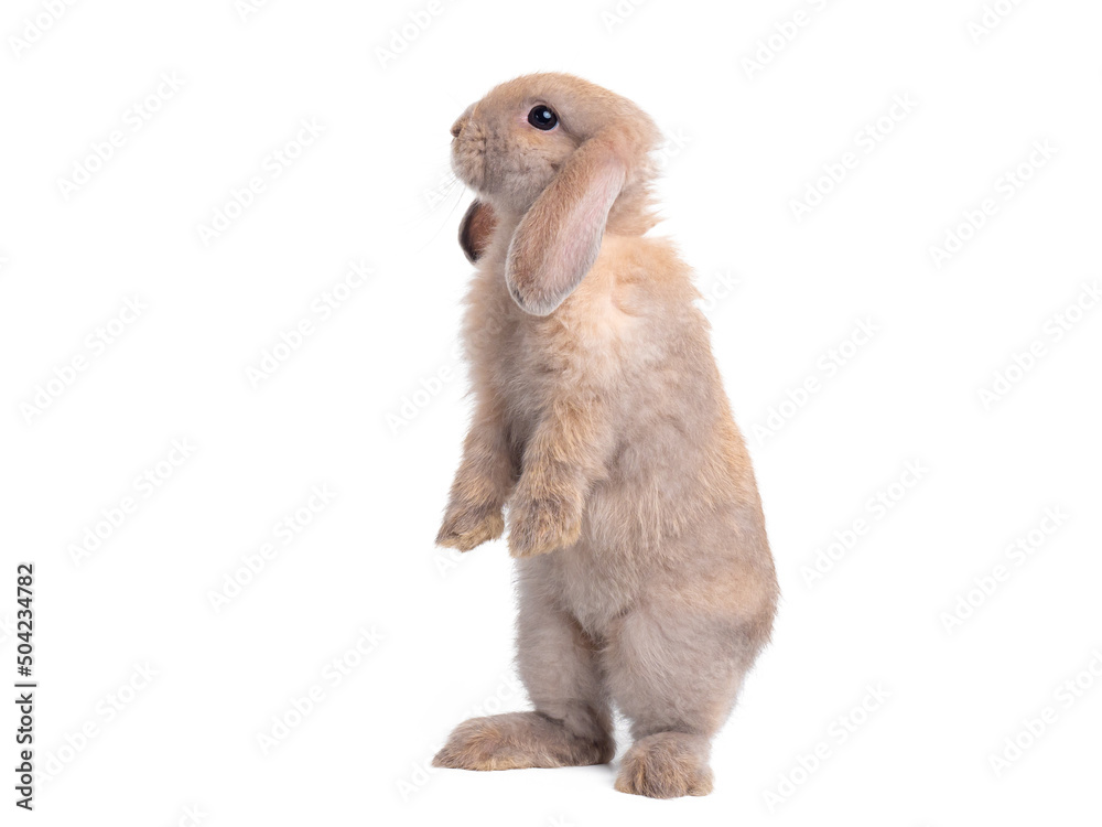 Side view of brown cute baby holland lop rabbit standing isolated on ...