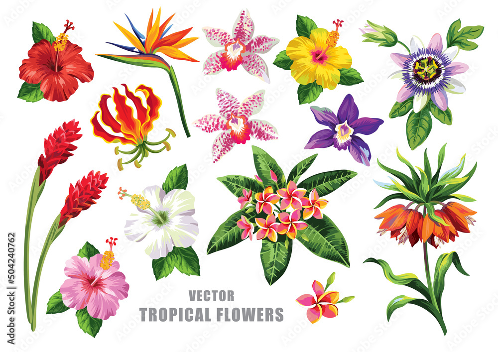 Tropical flowers set. Floral illustration. Vector design isolated ...