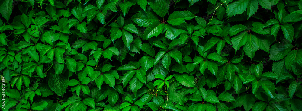 Green leaf background. Green banner from plant leaves Stock Photo ...