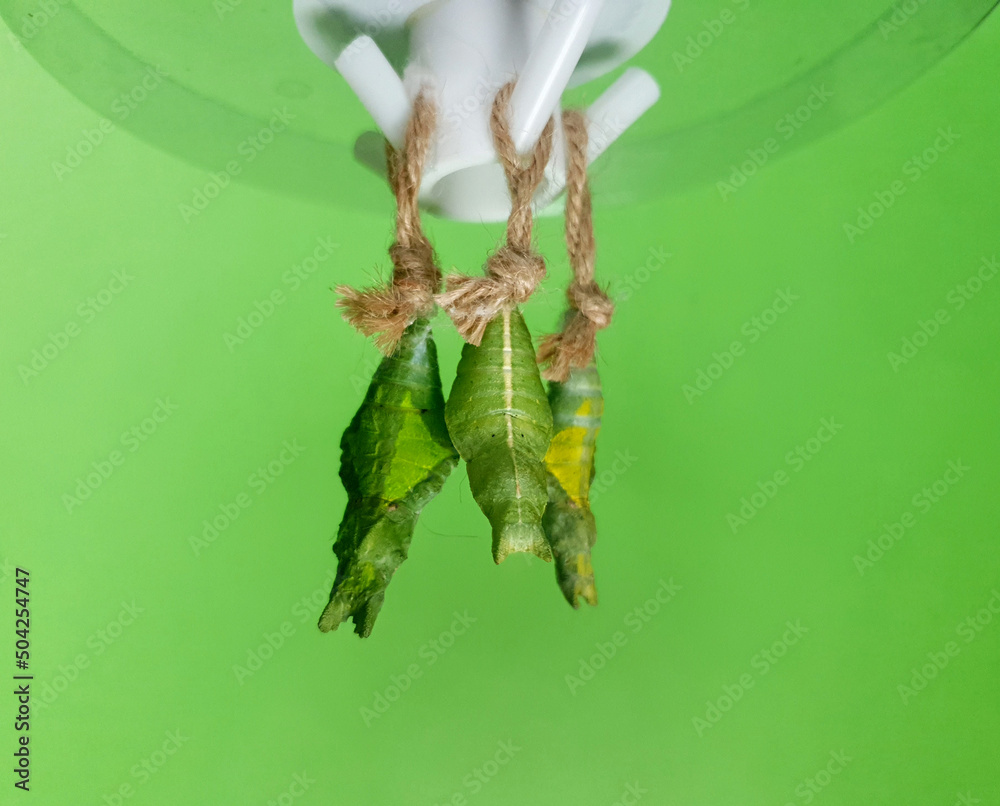 Pupae, butterfly cocoon. Breeding in an artificial environment, at home ...