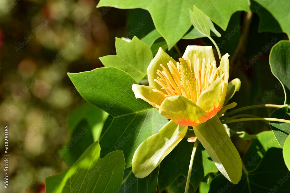 Flor del árbol de las tulipas , Liriodendron tulipifera, en primavera ...