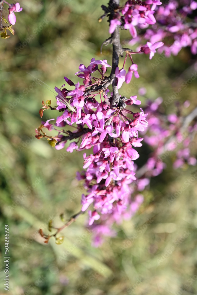 Cercis siliquastrum, commonly known as the Judas tree or Judas-tree, is ...