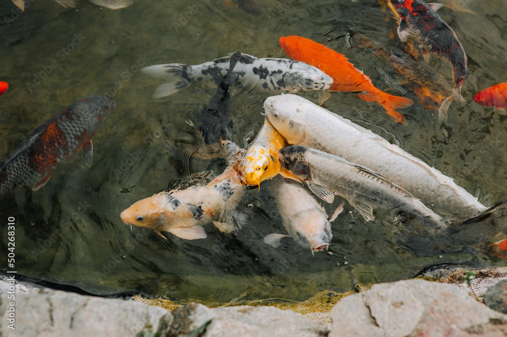 Beautiful colored koi swim in the water, in the pond. Photo of animals ...