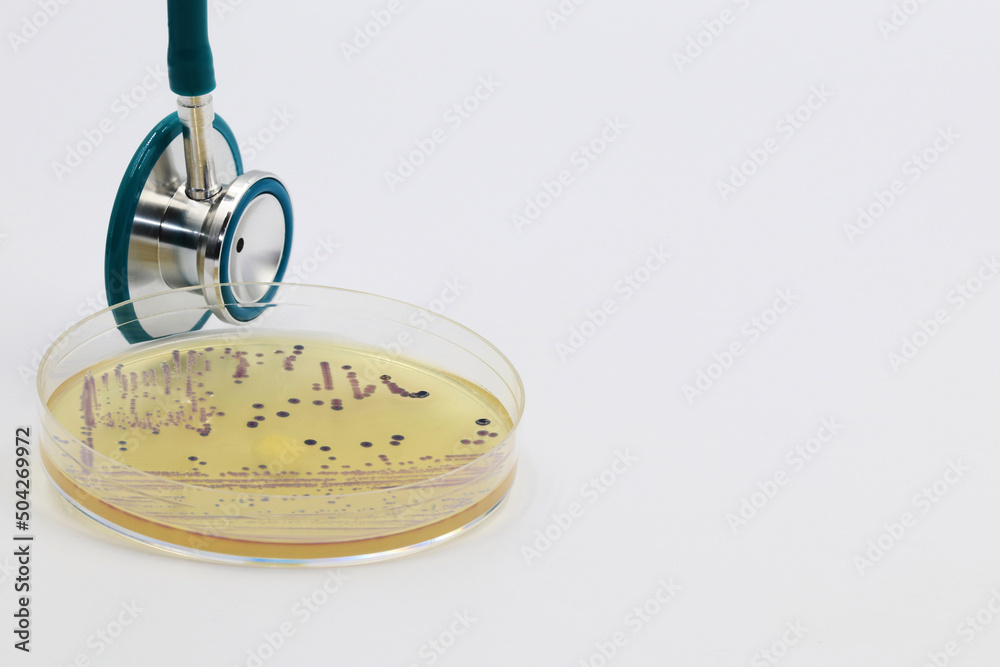 Bacterial colonies of the bacterium Methicillin-resistant ...