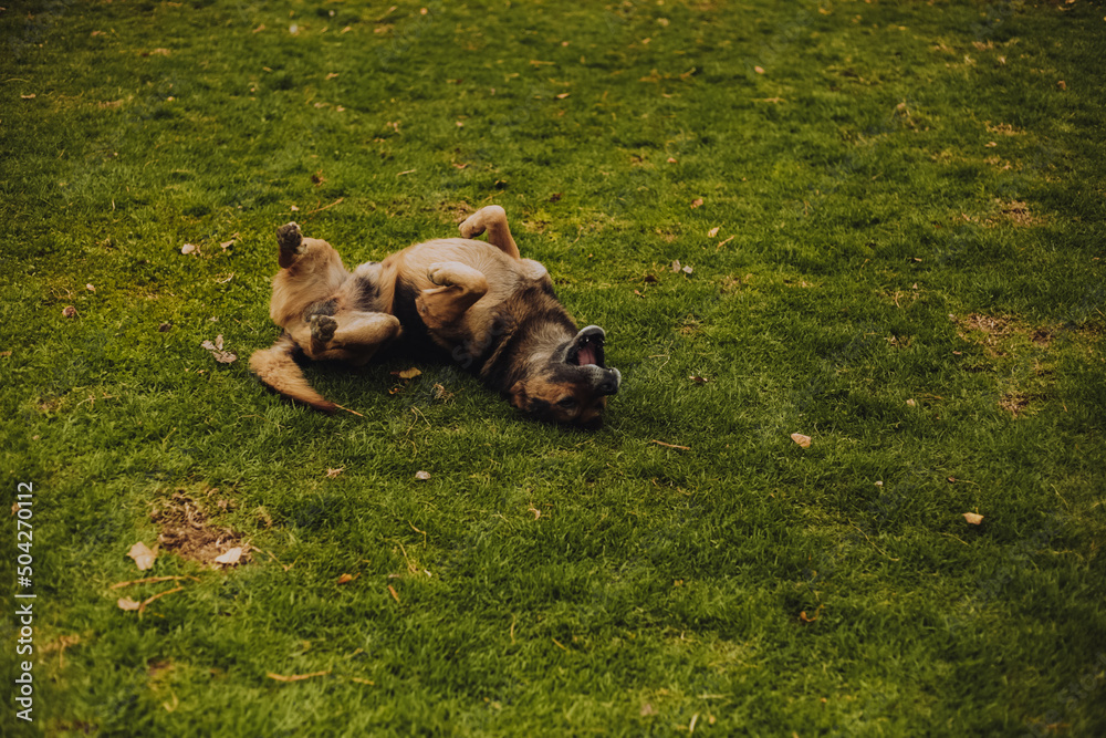 Perro revolcándose en un campo verde. Concepto de Animales domesticos ...