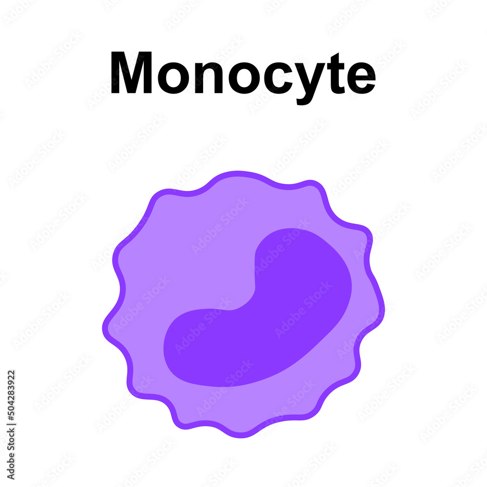 Scientific Designing of Monocyte. The White Blood Cell Structure ...
