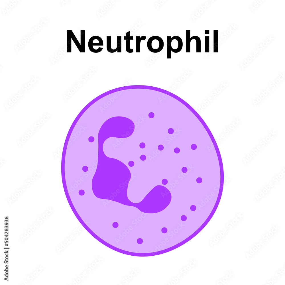 Scientific Designing of Neutrophil. The White Blood Cell Structure ...