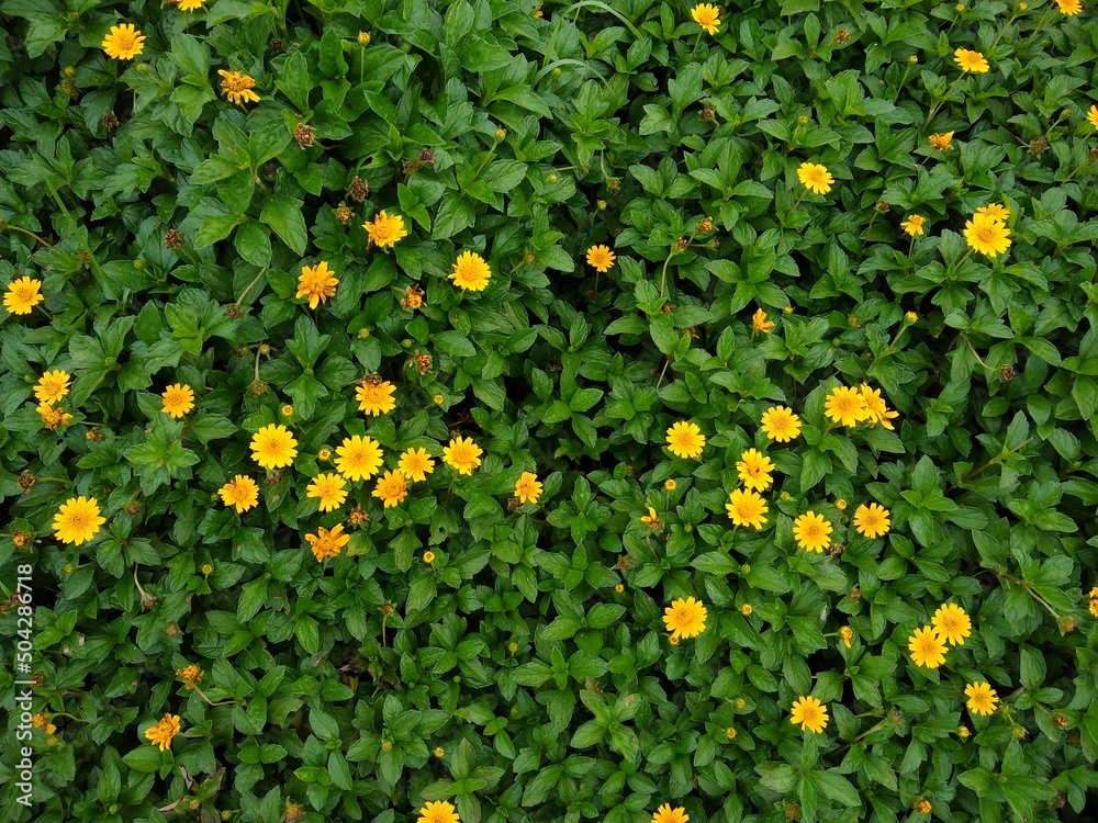 Singapore daisy (Sphagneticola trilobata) or creeping-oxeye plants ...