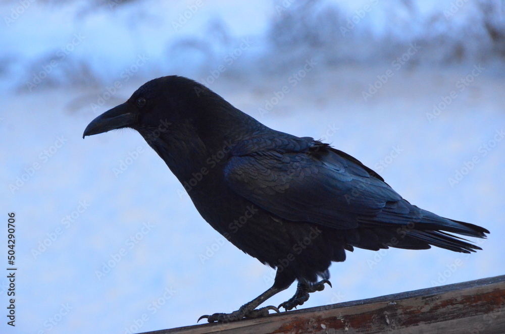 Raven on a Perch Stock Photo | Adobe Stock