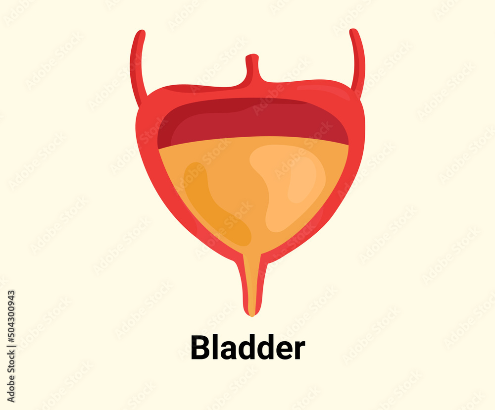 Bladder illustration set. human, body Vector drawing. Hand drawn style ...