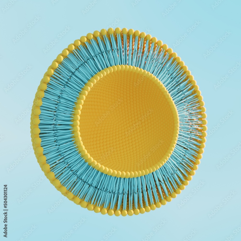 Liposome circular bilayer structure membrane. 3d illustration Stock ...