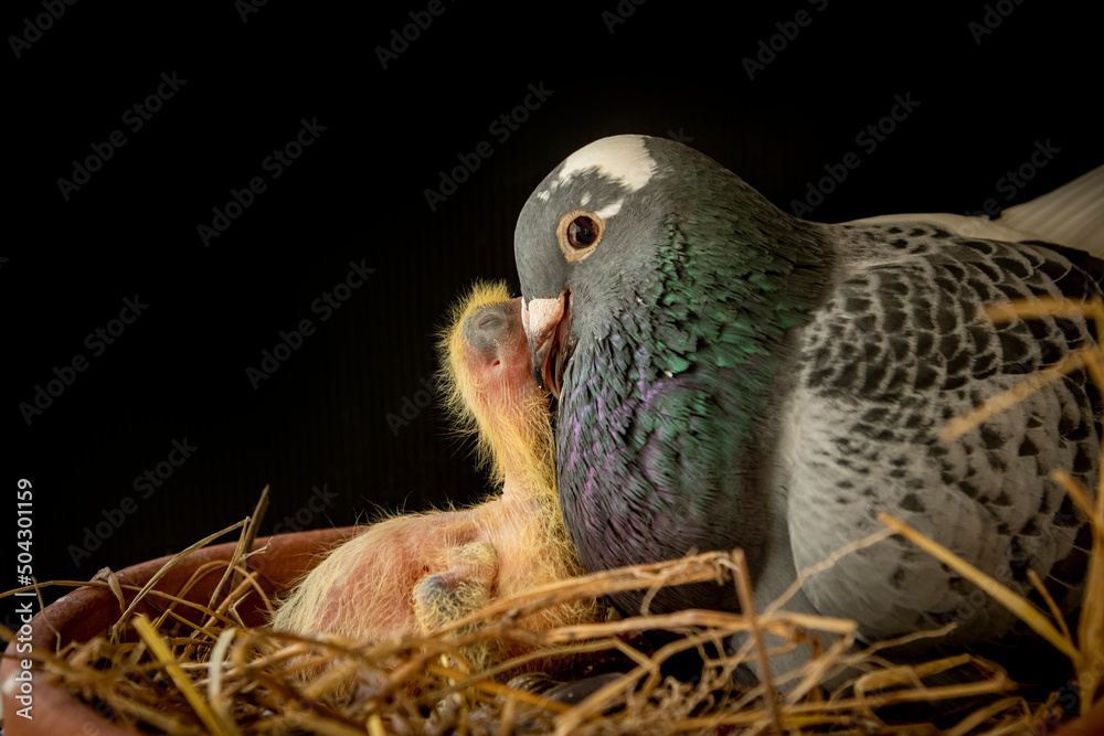 homing pigeon feeding crop milk to new born pigeon in home nest Stock ...