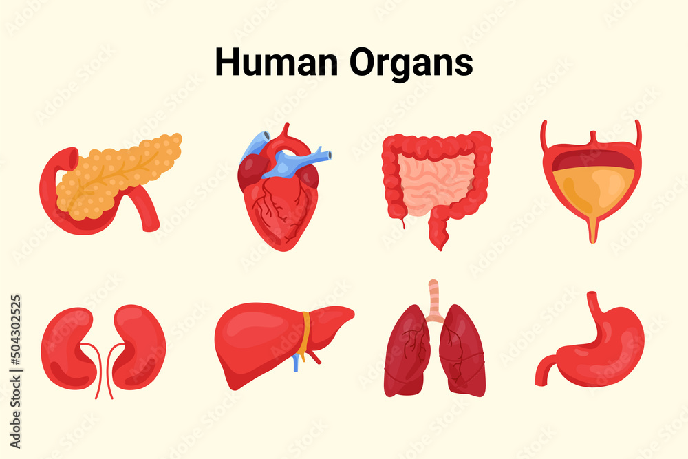 Human Organ Anatomy illustration set. set of heart, lung, intestines ...