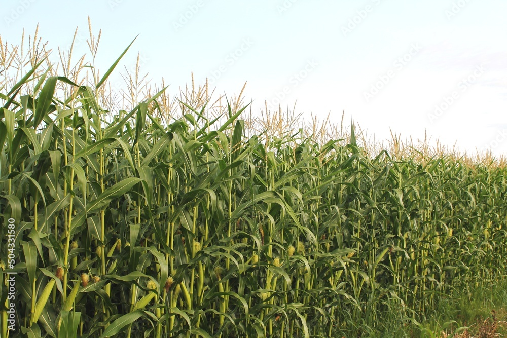 Corn field under a light blue summer sky with densely packed corn ...