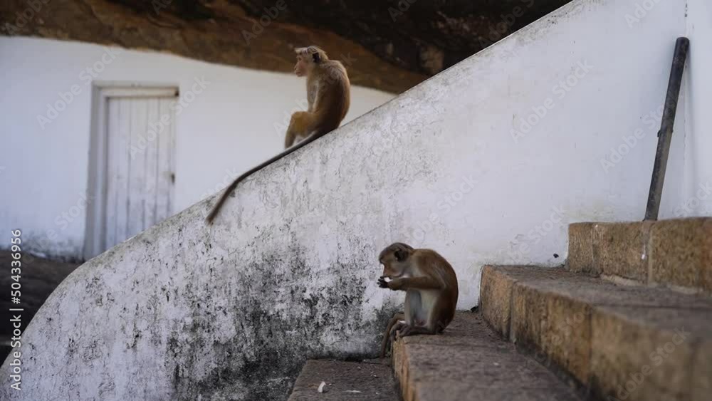 Little Ceylon Crowned Monkey sits on a step eating with his hands while ...