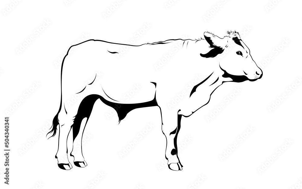 Linear sketch of a bull. Side view. Design element for logo, poster or ...