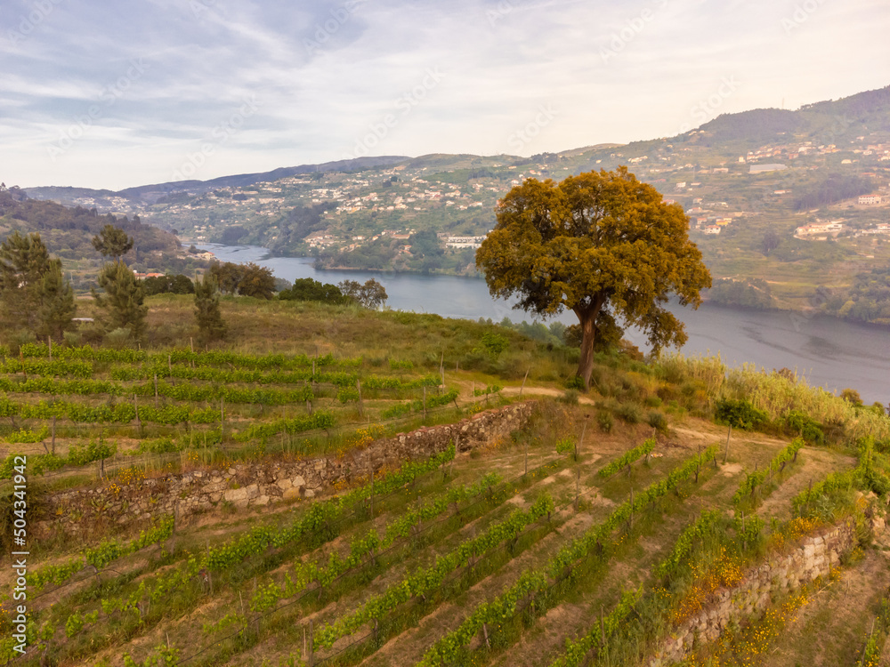 Douro valley in wine region with the famous douro river. Portugal Stock ...