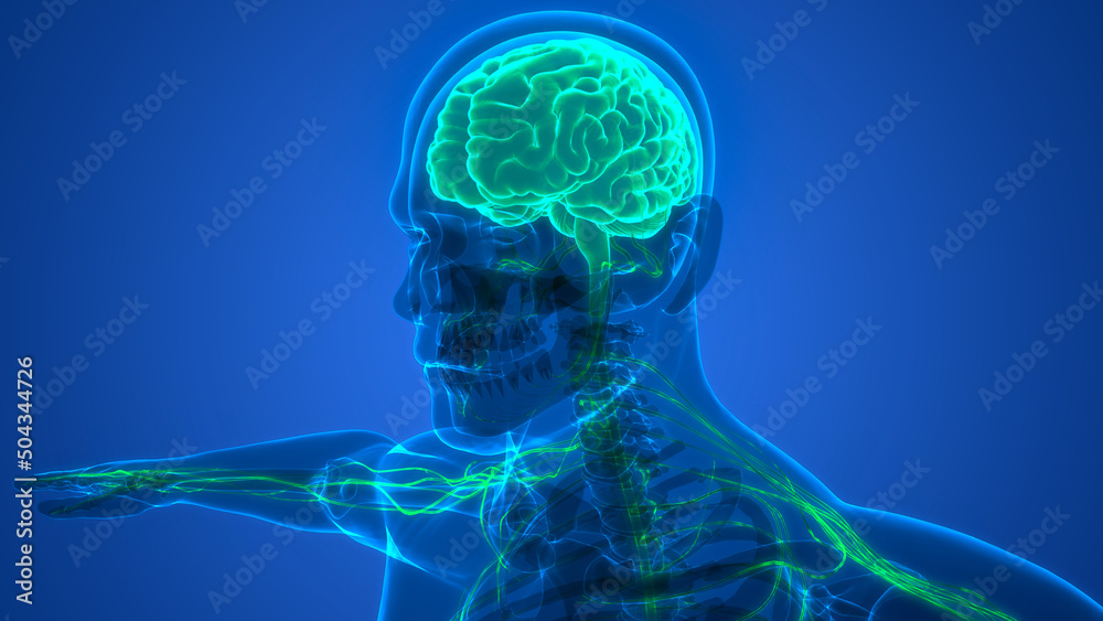 Central organ of Human Nervous System Brain Anatomy Stock Illustration ...